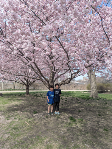 Jackson Park cherry blossoms bloom again after 2-year break | Evening ...