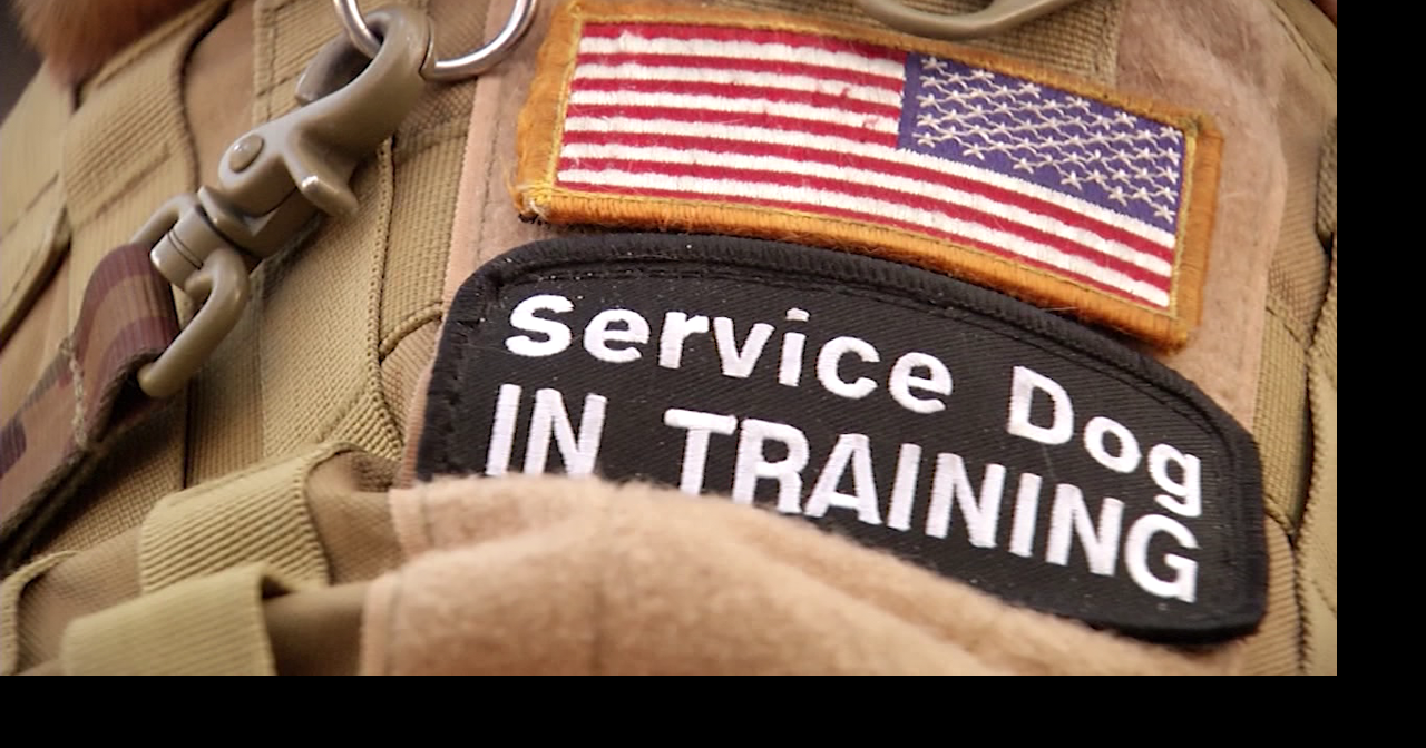 National Service Dog Month: Trainer explains how important these ...