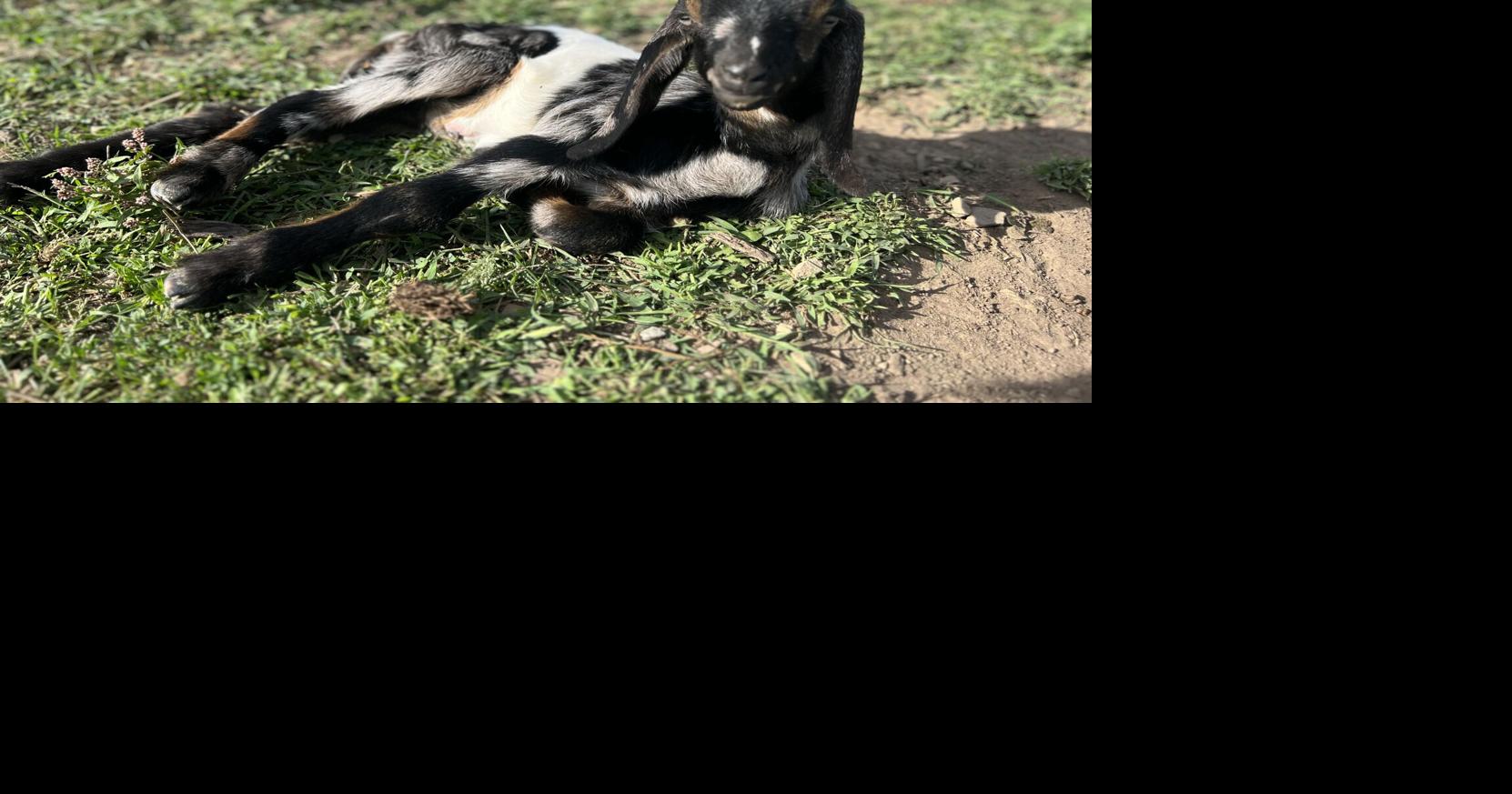 Leisen Family Farm provides affordable, fun fall experience | Local ...