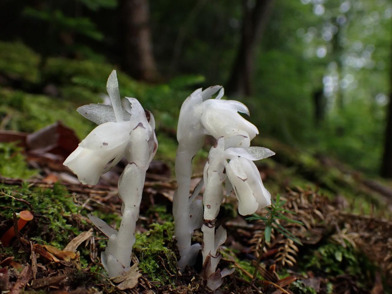 Here’s to the ghost pipe, a plant that may have sneaky value | Opinion ...
