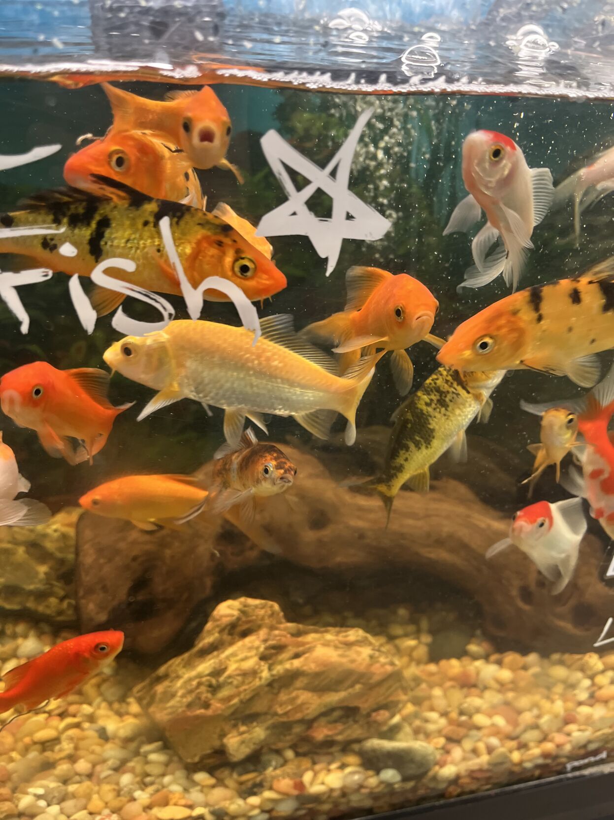 Doyle family's Ace: New Richmond flavor with national brand | Local ...