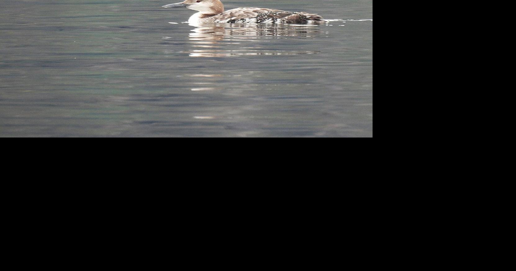 Natural Connections: on loons diving | Opinion | hudsonstarobserver.com