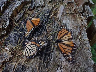 Natural Connections: Monarchs face many predators in the forest ...