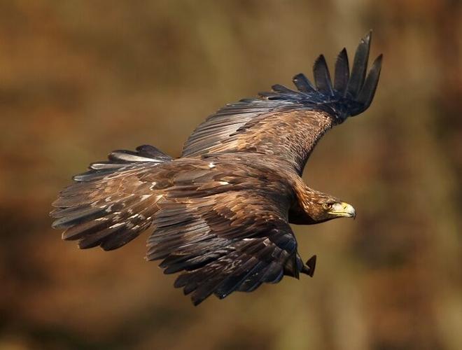 do golden eagles migrate