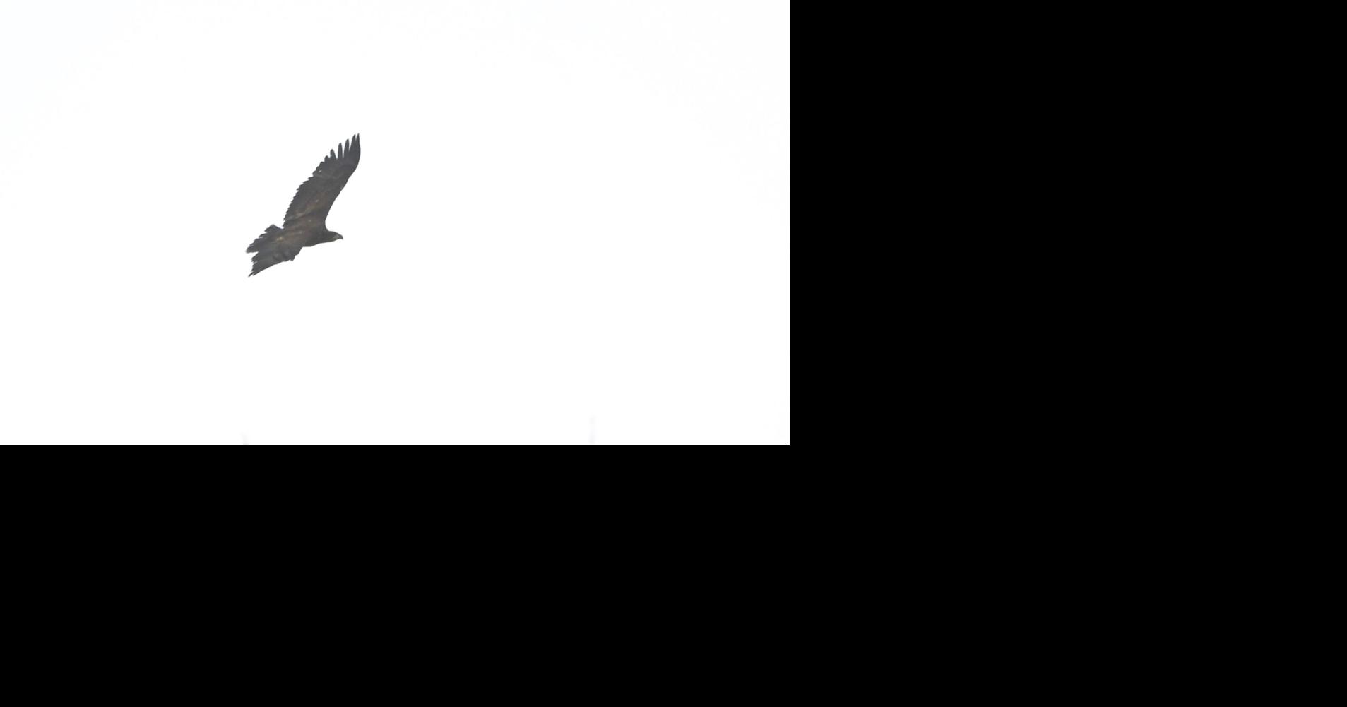 ‘Tis the season to see golden eagles, population seems to be growing ...