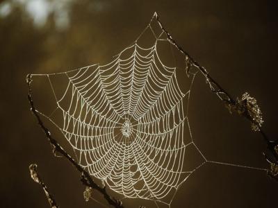 Natural Connections: What's with all these spiders? | Newsletter ...