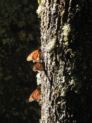 Natural Connections: Fir trees offer winter home for monarchs | Columns ...