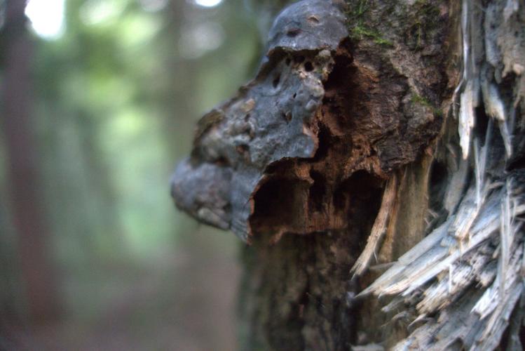 Natural Connections: Forked fungus beetles are a mystery well worth ...
