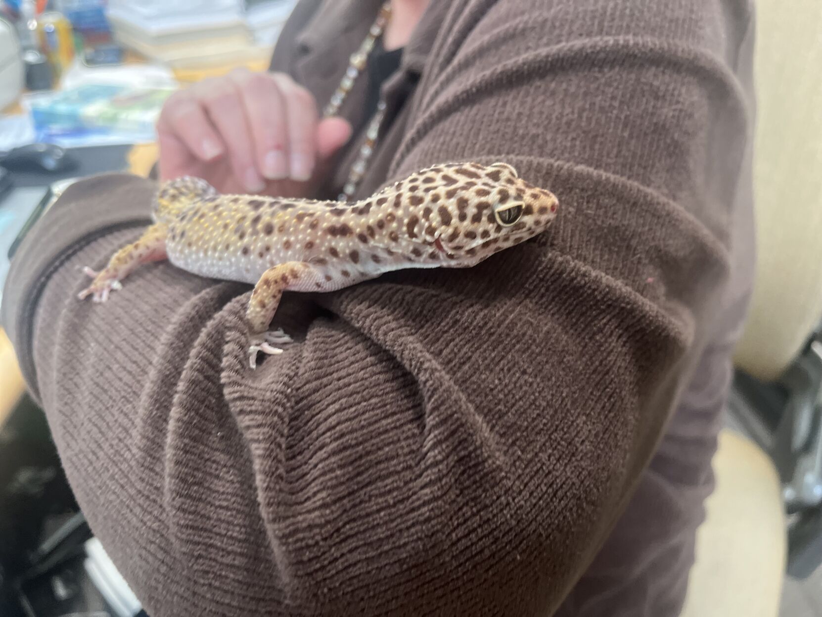 Hudson Library leopard gecko found after 3 months missing | Local News ...