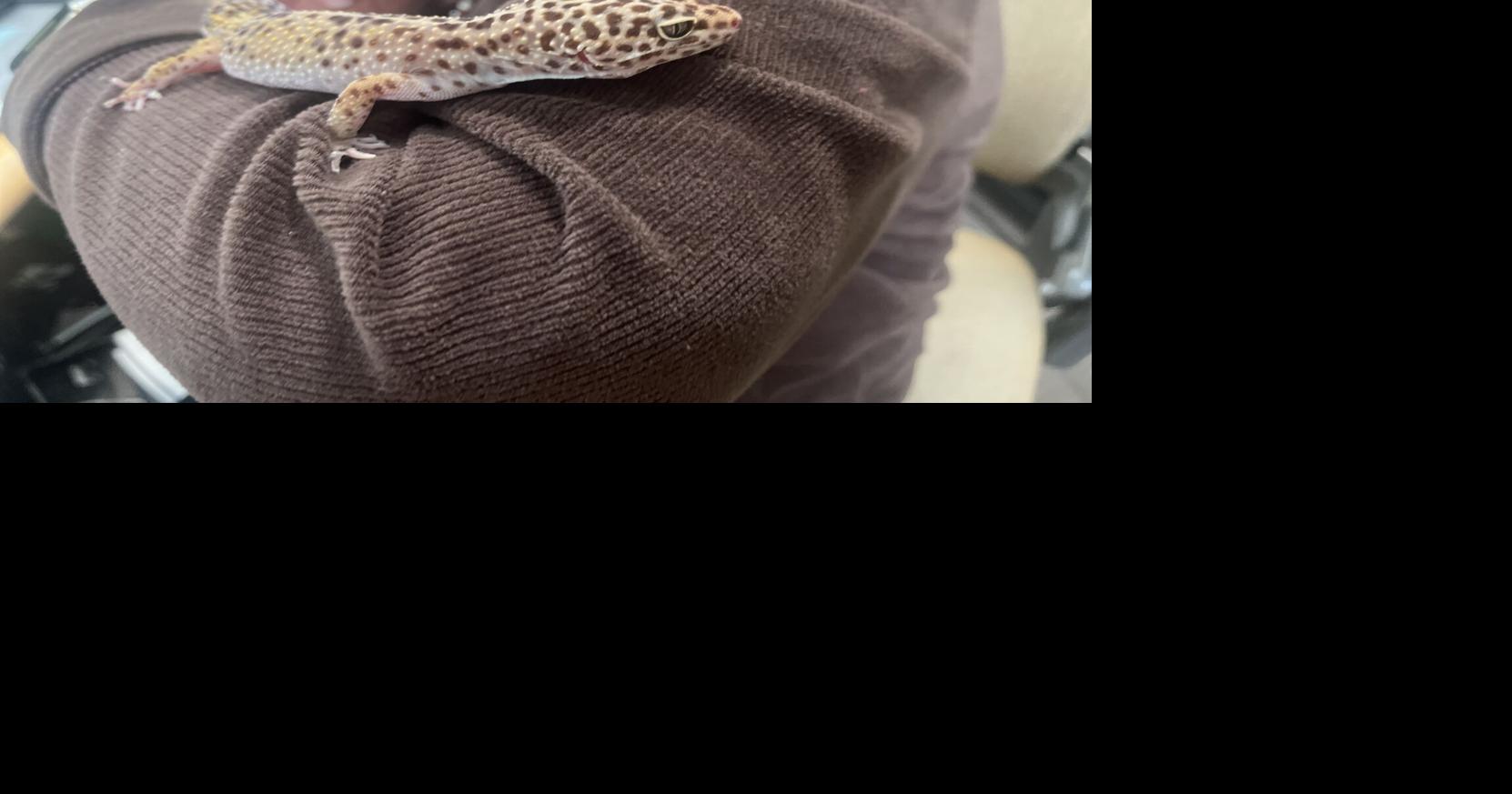 Hudson Library leopard gecko found after 3 months missing | Local News ...