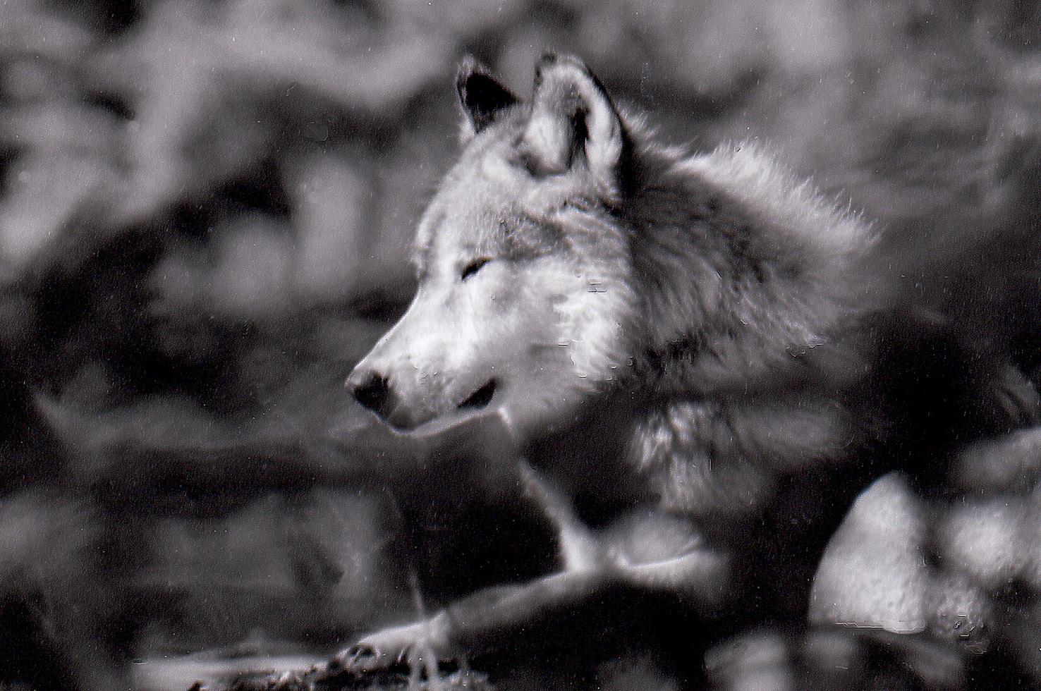 Balancing the gray wolf population in Wisconsin | Local News ...