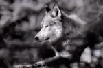 Balancing the gray wolf population in Wisconsin | Local News ...