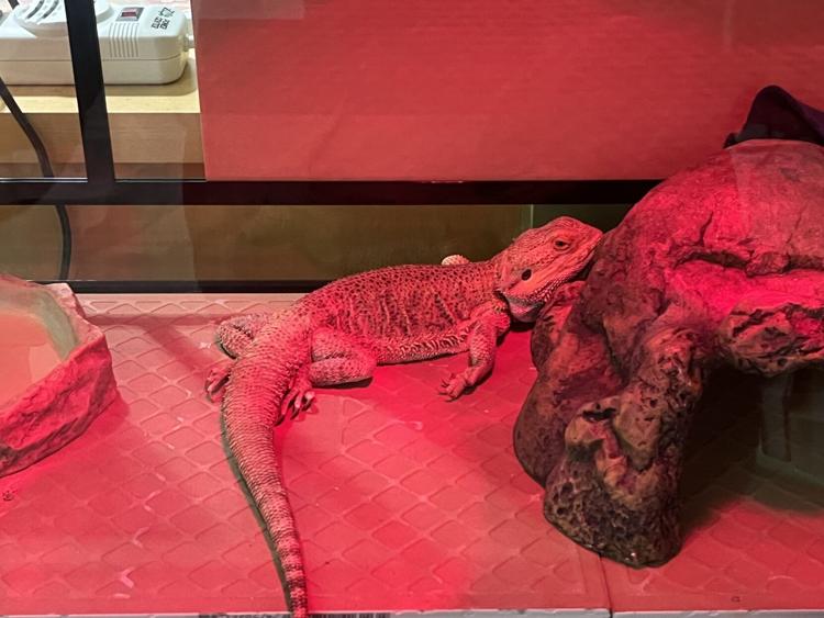Hudson, Wisconsin library has pet bearded dragon: Toothless | Local ...