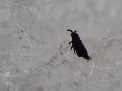 Springtails and its remarkable existence | Newsletter ...