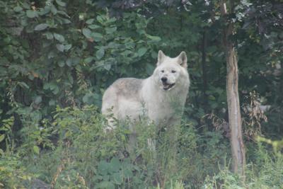 5 Things you might not know ... about the benefits of wolf recovery and ...