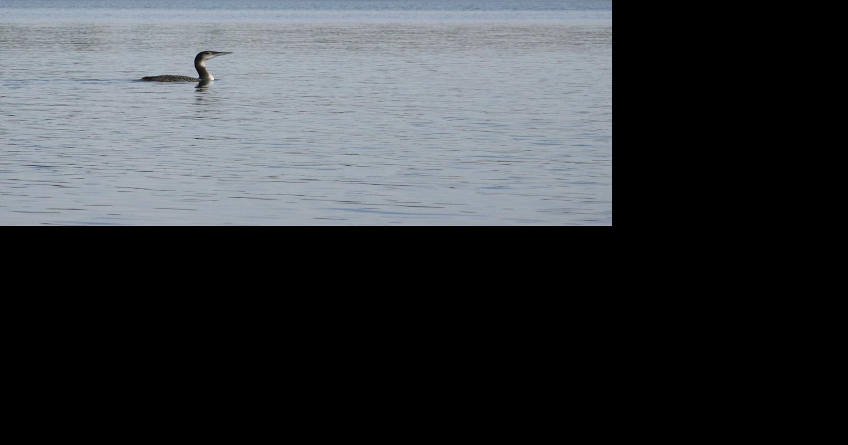 Wisconsin's Natural Connections: Where do loons go? | Newsletter ...