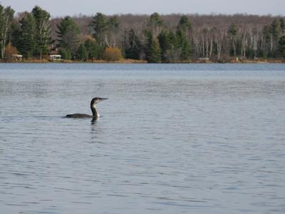 Wisconsin's Natural Connections: Where do loons go? | Newsletter ...