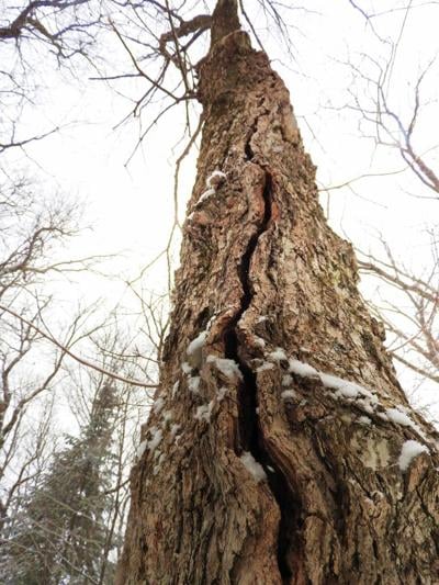 The many mysteries of frost cracks | Opinion | hudsonstarobserver.com