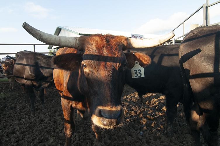 St. Croix Valley Rodeo: The toughest 8 seconds in sports | Local News ...