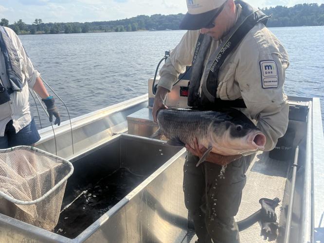 Minnesota DNR on how invasive carp impact the St. Croix River and ...