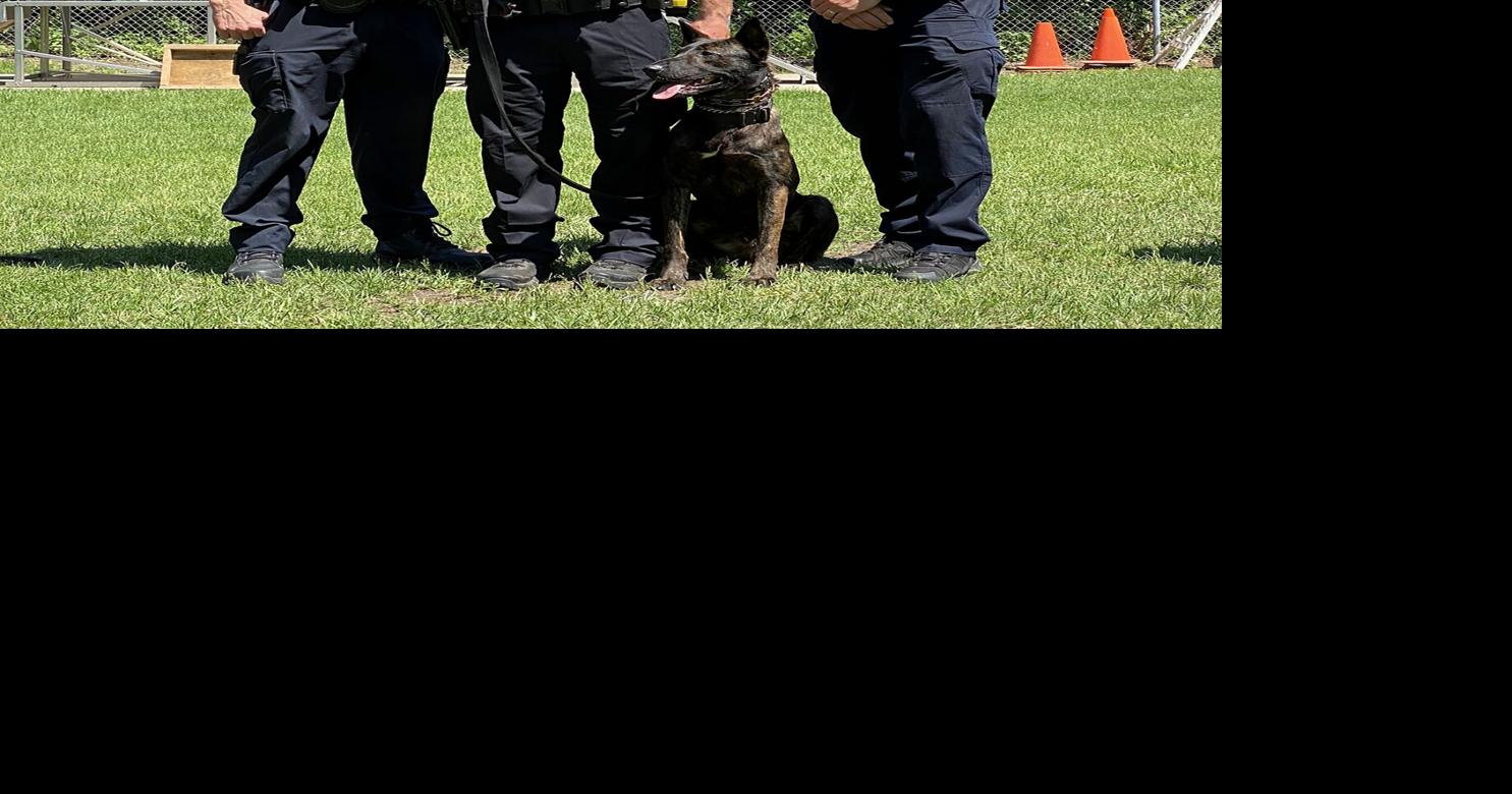 New K-9 unit barking out orders | Local News | hudsonstarobserver.com