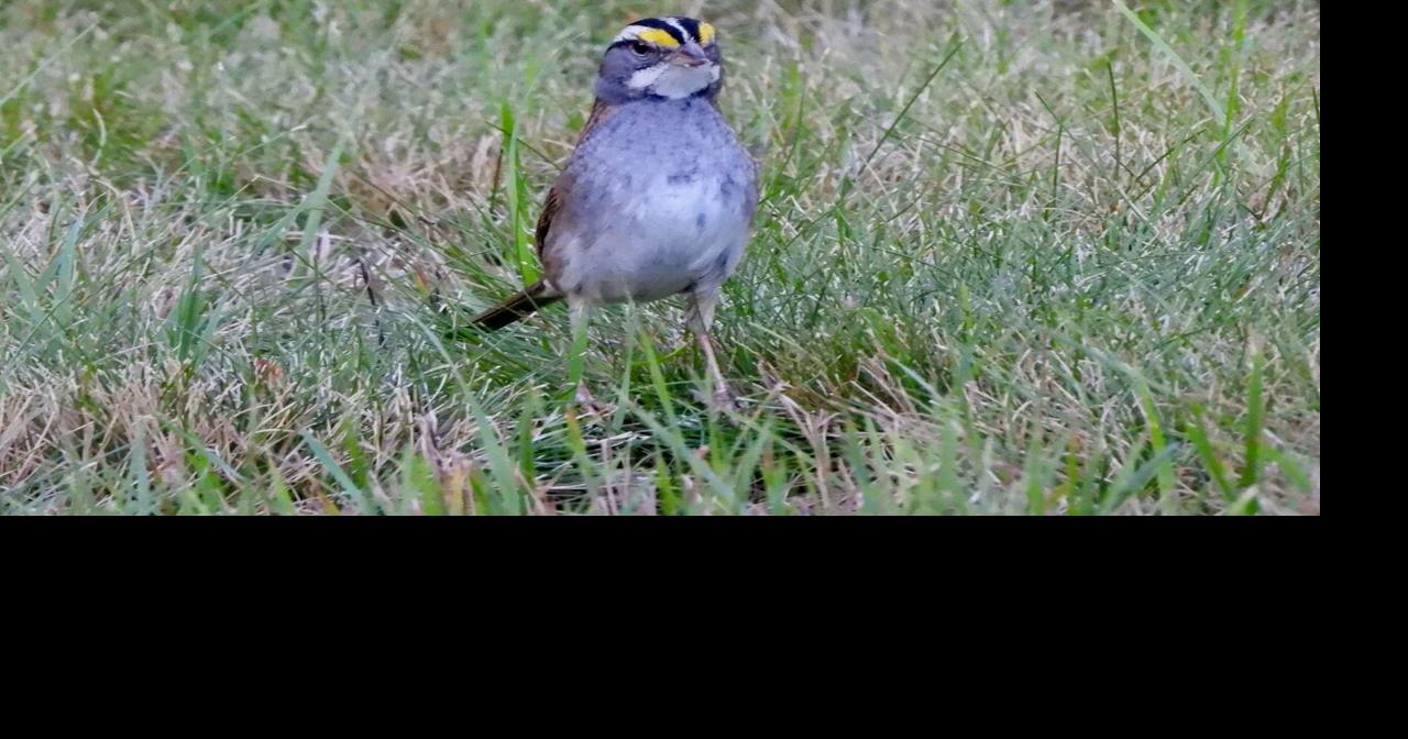 Natural Connections: Bird songs spread across the landscape | Opinion ...