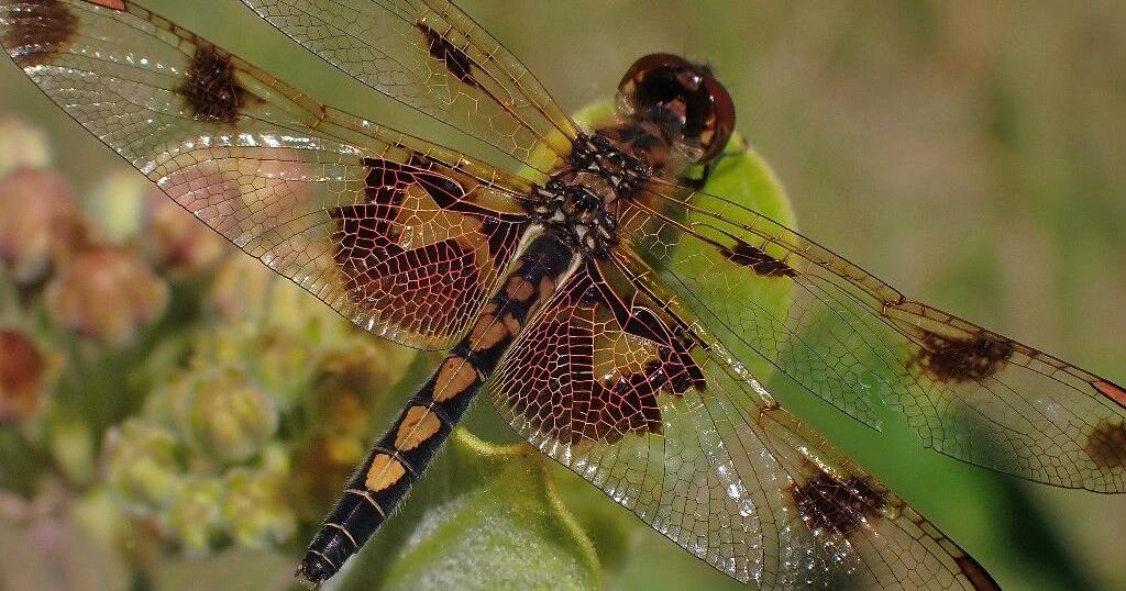 Natural Connections column: Dragonflies and emergence of ourselves in ...