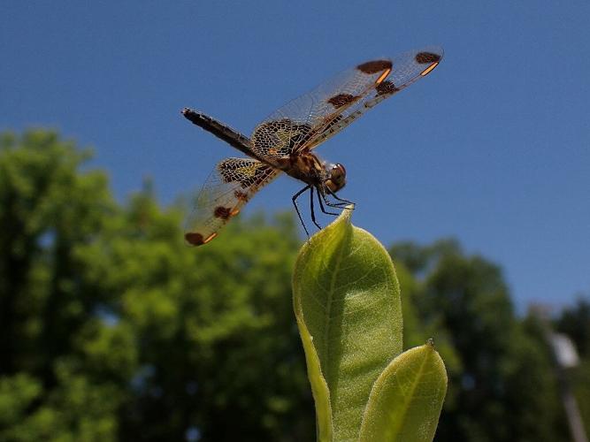 Natural Connections column: Dragonflies and emergence of ourselves in ...