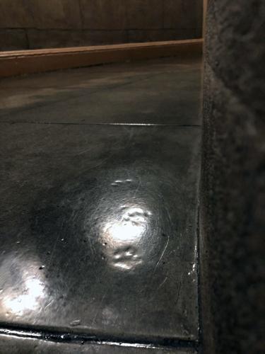 Legend of demon cat of U.S. Capitol | News | idahocountyfreepress.com