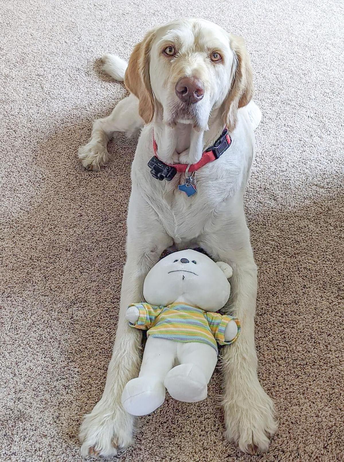 Jasper the Dog poses for ARF fund-raising calendar | Community ...