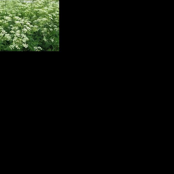 Guest Column: Poison hemlock — how to remove safely | Opinion ...