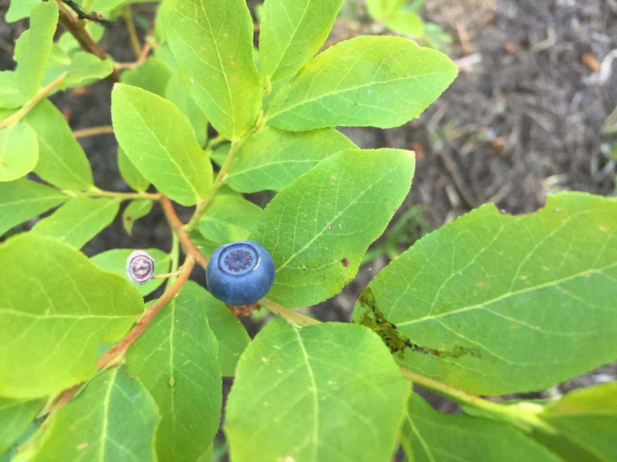 Sweet purple gold: Huckleberries are Idaho forest treasure | Special ...