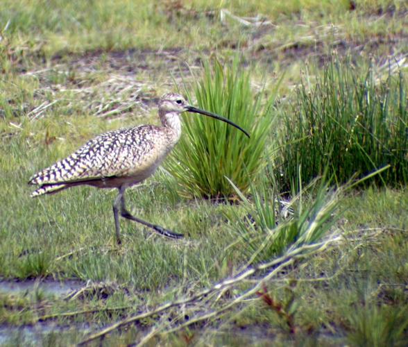 Interesting Birds Spotted At Tolo Lake | Community ...