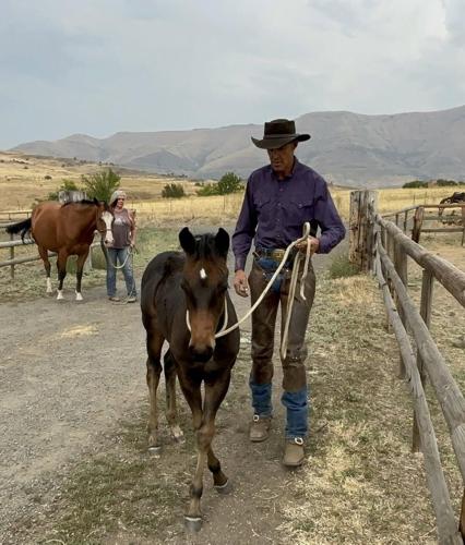 Working with foals – tips and goals | | idahocountyfreepress.com
