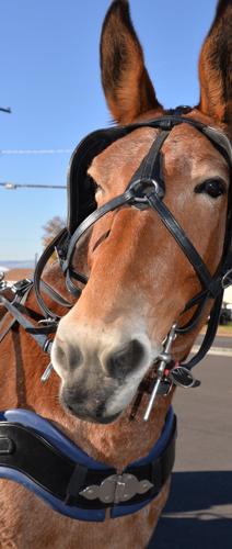 ‘Best mule ever’ provides fun, adventure for Grangeville family ...
