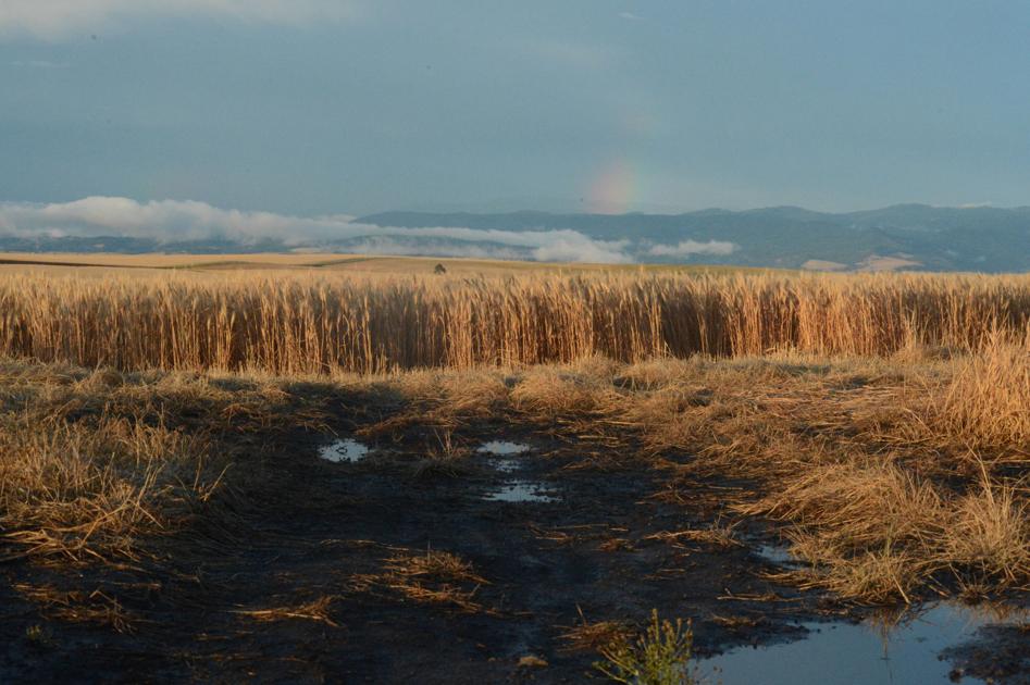 Recent storm sets back Camas Prairie harvest | News ...