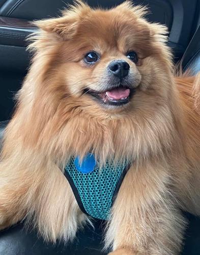 What does your pet want for Christmas? | Home For The Holidays ...