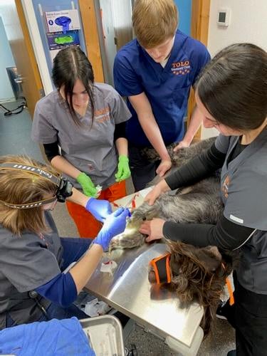 Students work on veterinary assistant certifications; externship allows ...