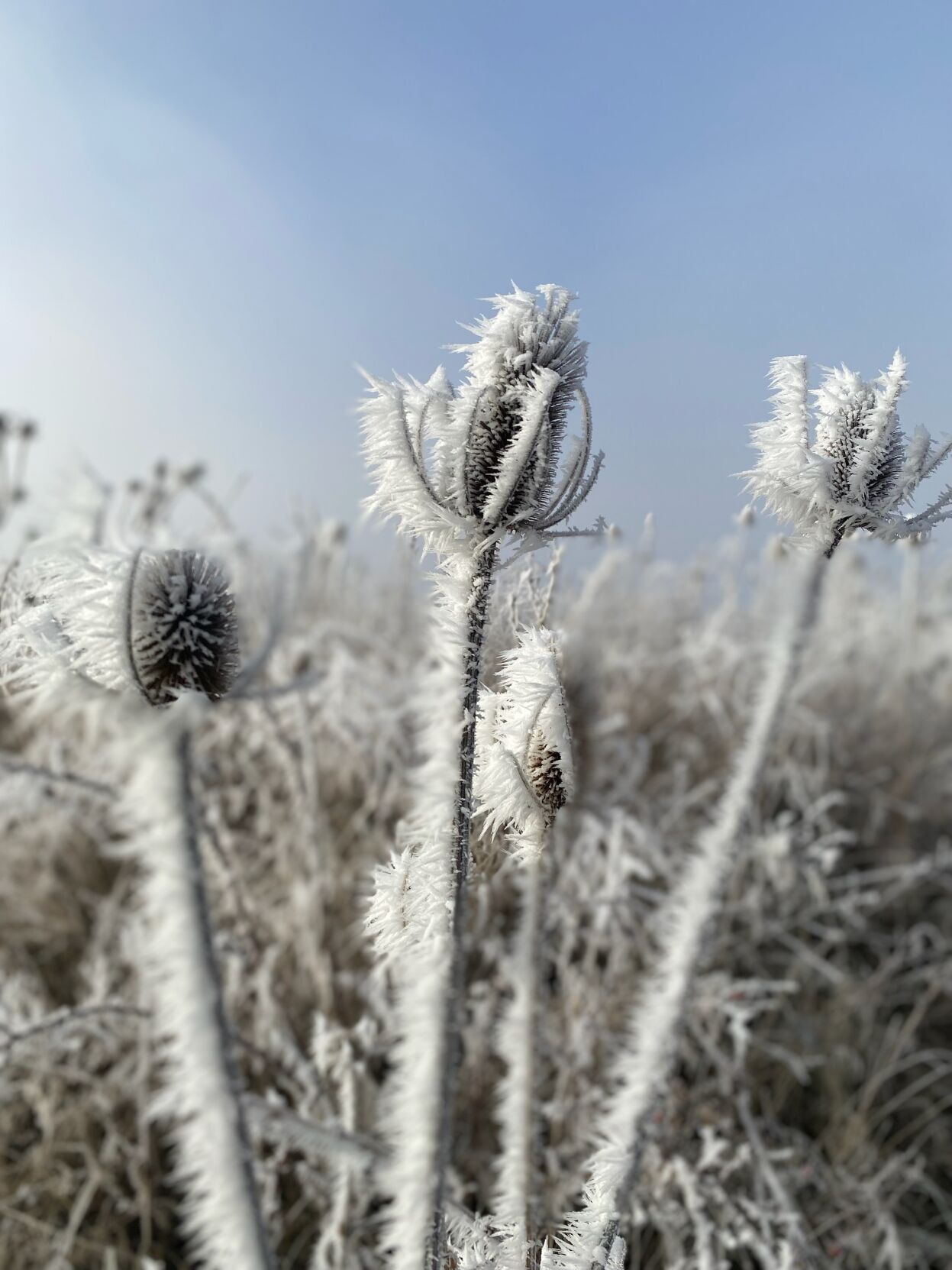 Frost In The Fog | Community | idahocountyfreepress.com