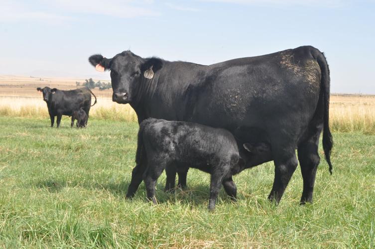 Patriot Cattle: Goal to improve herds through superior genetics | Farm ...