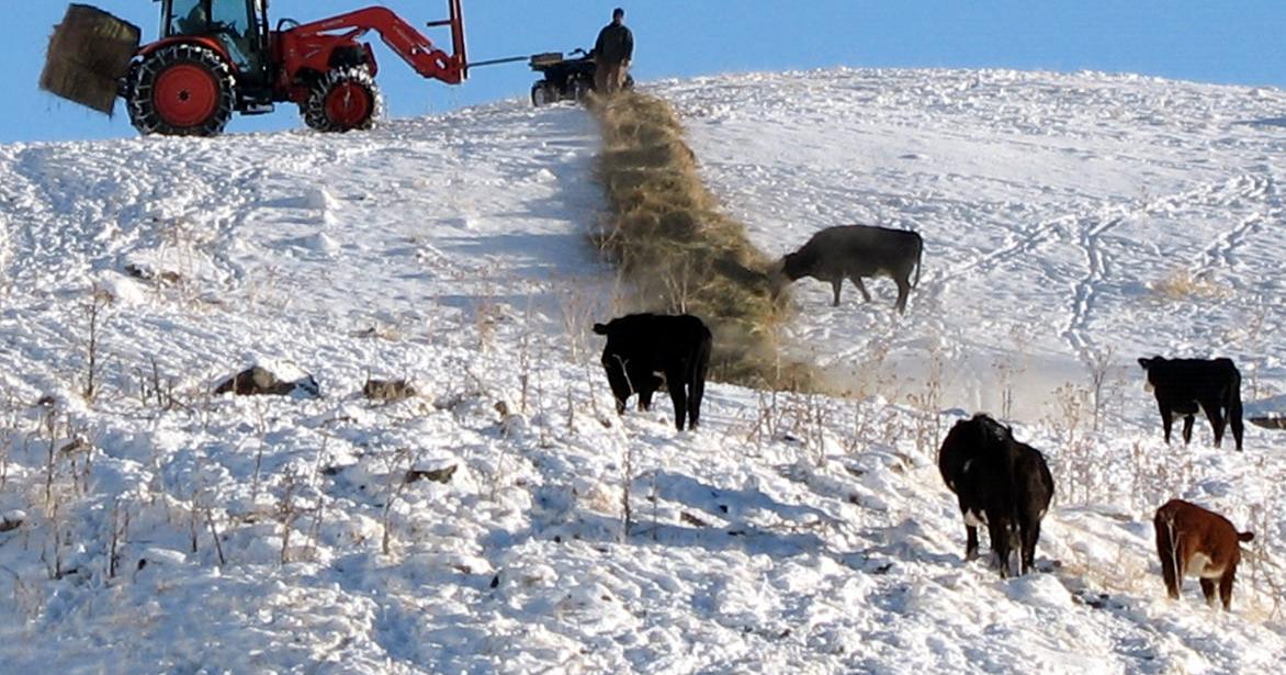 Gill Ranch featured in ICA book on ‘100 Years of Idaho Cattle’ | News ...
