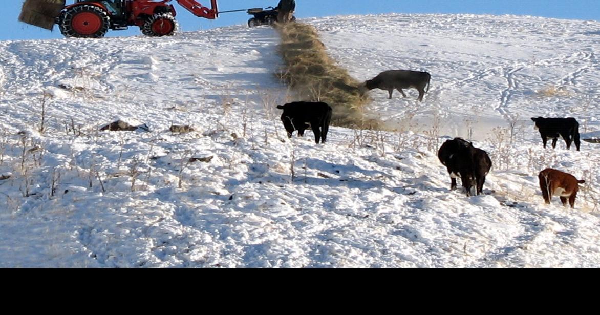 Gill Ranch featured in ICA book on ‘100 Years of Idaho Cattle’ | News ...