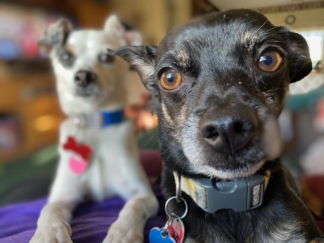 What does your pet want for Christmas? | Home For The Holidays ...