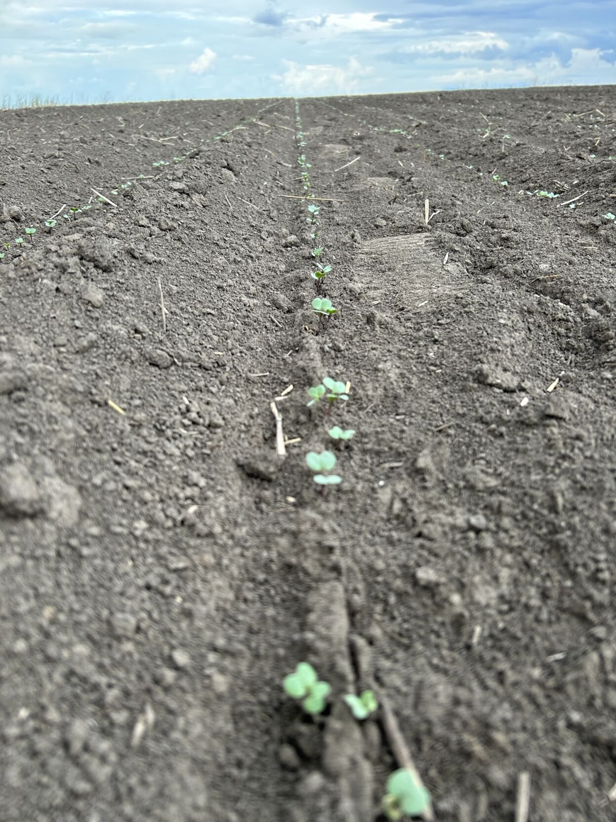 Corn planter for Camas Prairie canola? Multiyear trials to determine ...