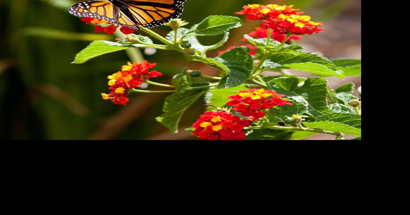 Assistance available for Idaho producers to aid declining monarch ...