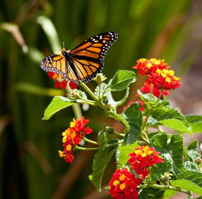 Assistance available for Idaho producers to aid declining monarch ...
