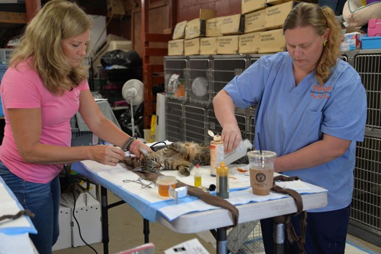 Animal Rescue Foundation TNVR | Community | idahocountyfreepress.com