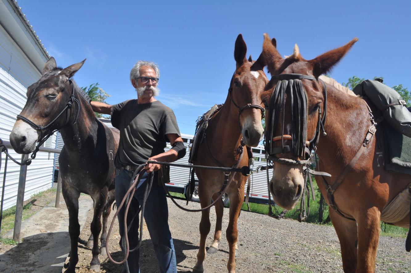Mule guy makes visit in Montana | News | idahocountyfreepress.com