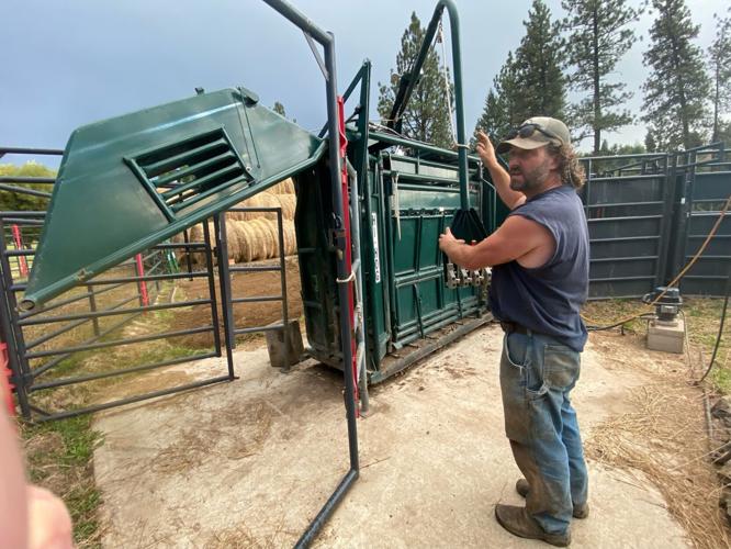 Double L Bison Ranch, Clearwater - ‘Keeping the ranch in the family’ to ...