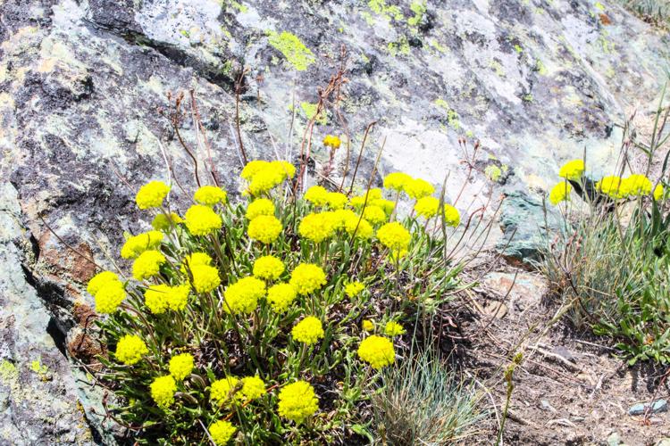 Heavenly Flowers | Community | idahocountyfreepress.com